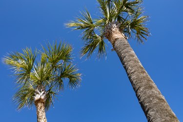 Facts About Florida's State Tree | ehow