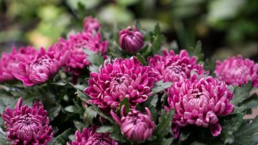 All About Florist and Garden Mums and How to Care for Them | ehow
