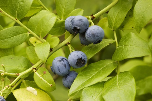 How to Identify Wild Blueberries in Colorado | ehow