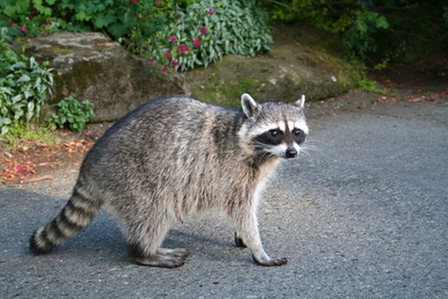 How to Make a Raccoon Tail for a Costume | ehow