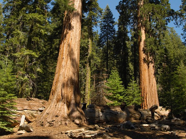 How Do Sequoia Trees Reproduce? | ehow