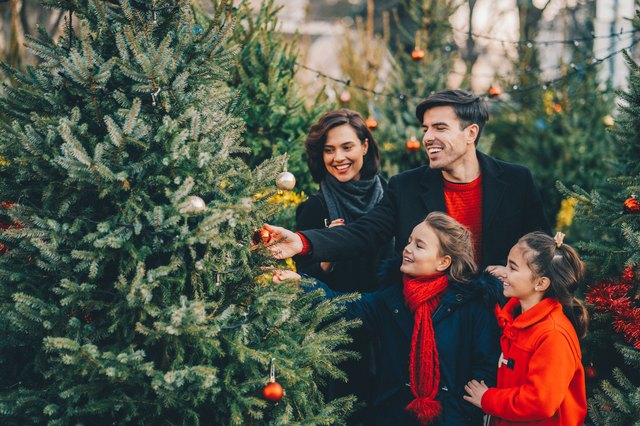 My Cut Christmas Tree Is Budding New Growth | ehow