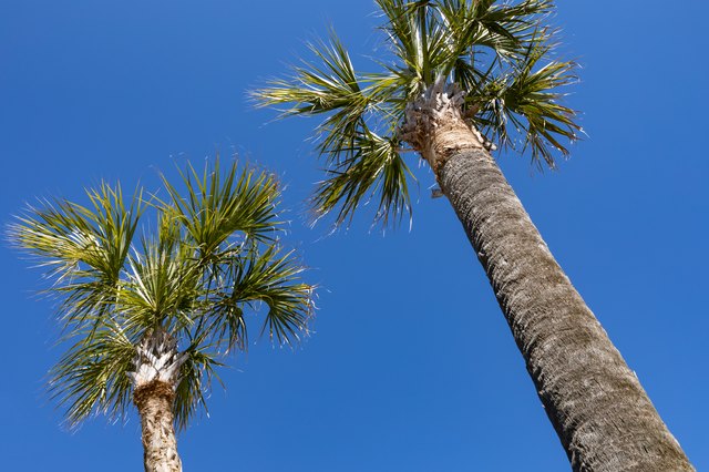 Facts About Florida's State Tree | ehow