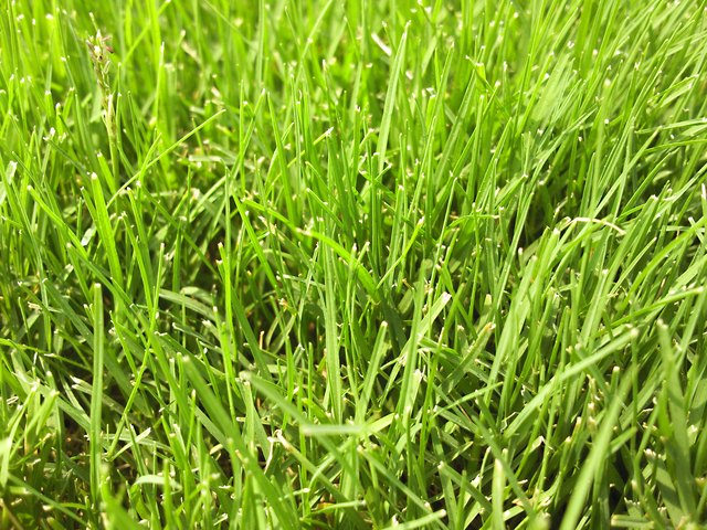 Types of Deep-Root Grass | ehow