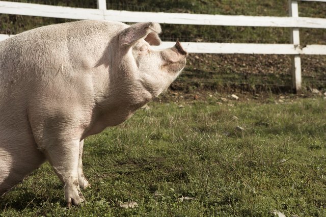 How to Cook Fatback in the Oven | ehow