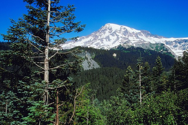 Fun Facts About Evergreen Trees in Washington State | ehow