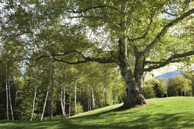 How to Raise a Tree Canopy Properly | ehow