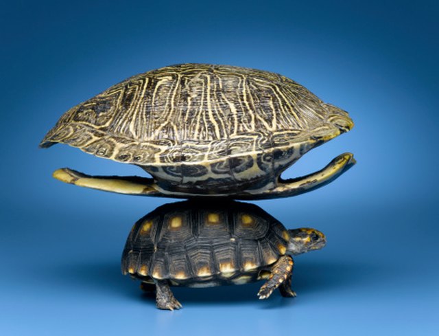 How to Make Turtle Shell Rattles | ehow