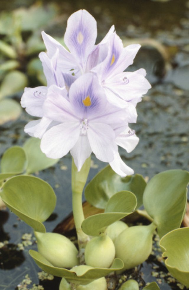 Adaptations of the Water Hyacinth | ehow