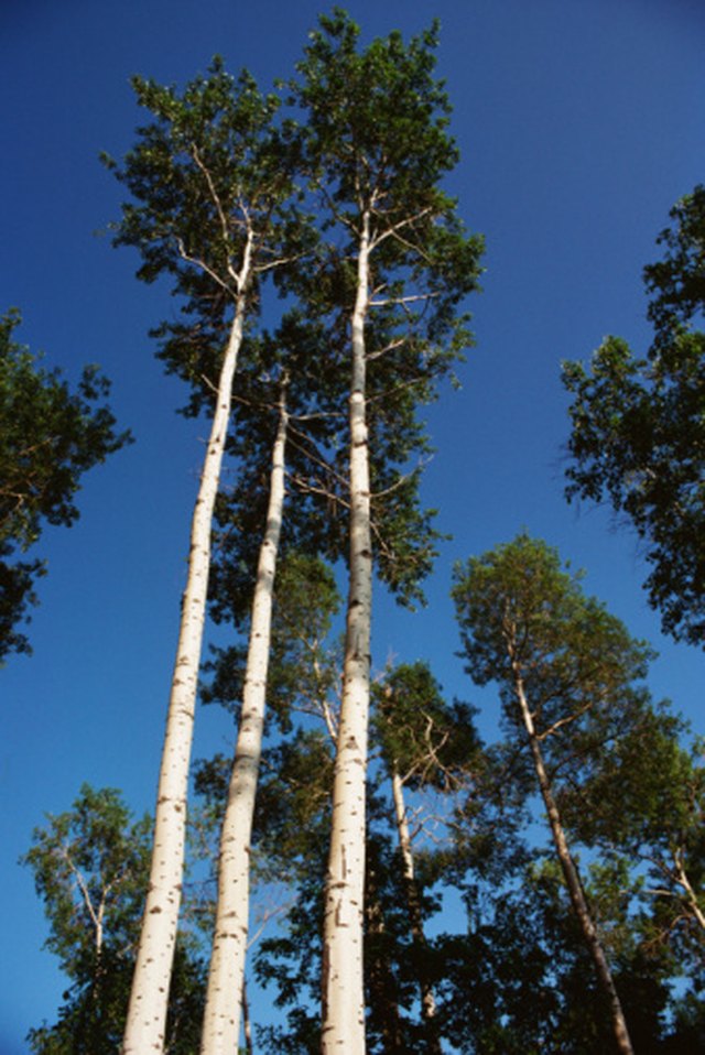Facts on Poplar Trees | ehow