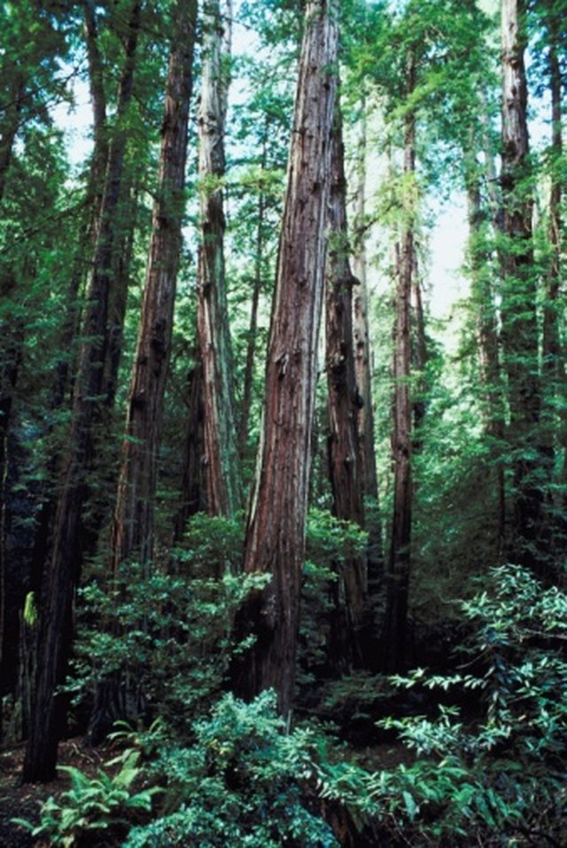 Physical Characteristics of the Coniferous Forest | ehow