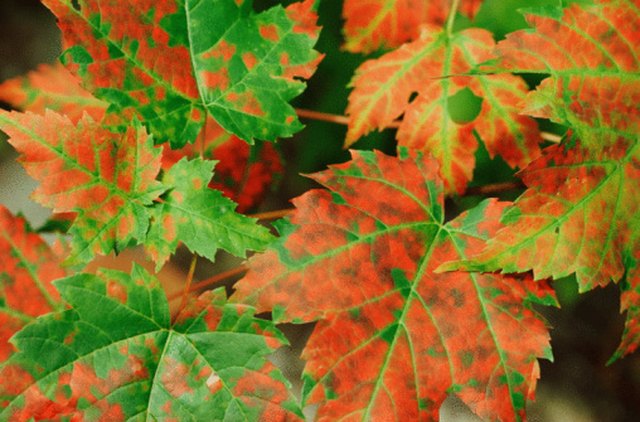Life Cycle of Maple Trees | ehow
