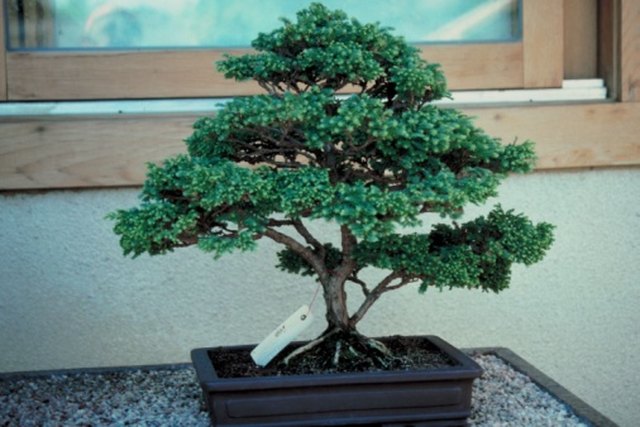 Indoor Care for Miniature Cypress Trees | ehow